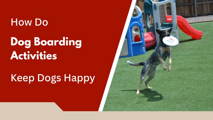 PPT - Engaging Stays That Keep Dogs Active and Calm PowerPoint ...