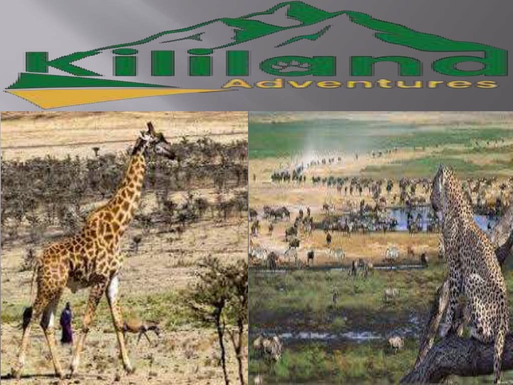 PPT - 8 Days Safari in Tanzania PowerPoint Presentation, free download ...